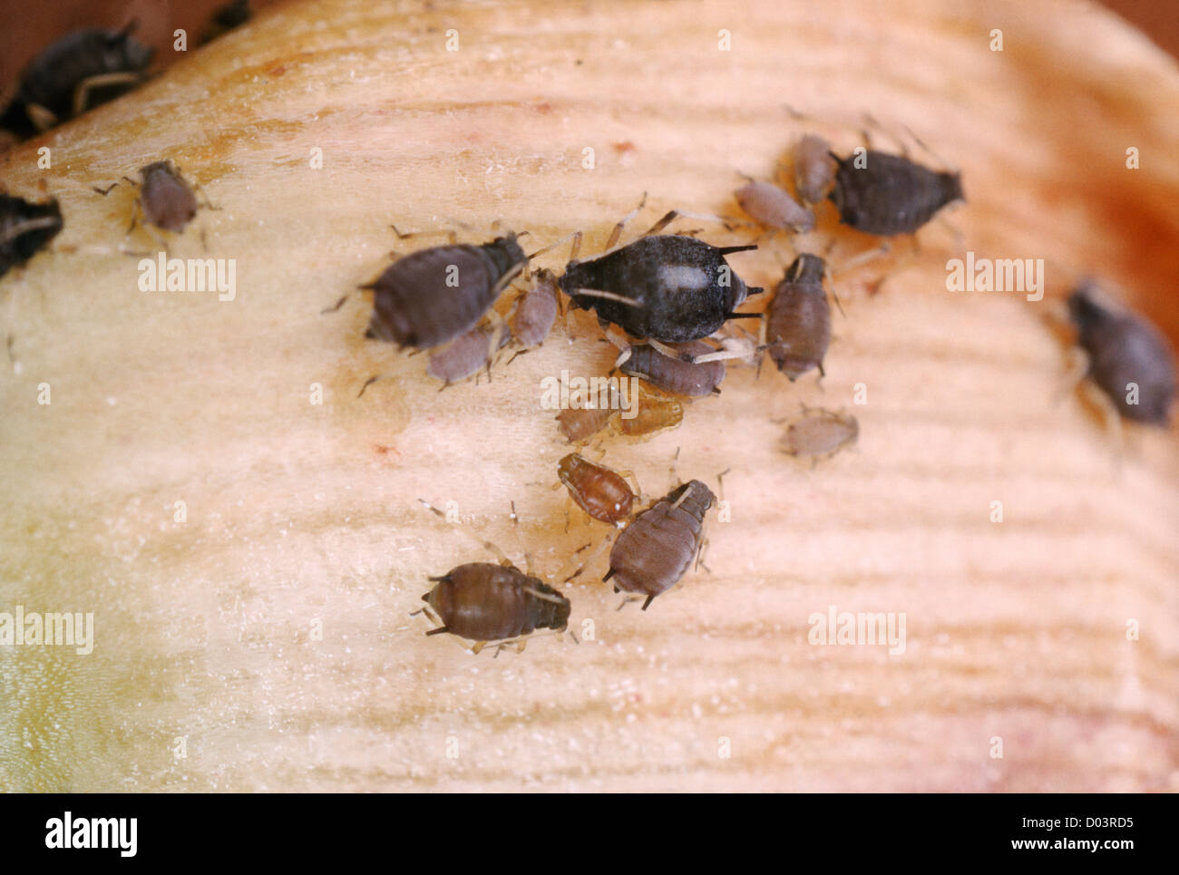 Nymphs pest pests hi-res stock photography and images - Alamy