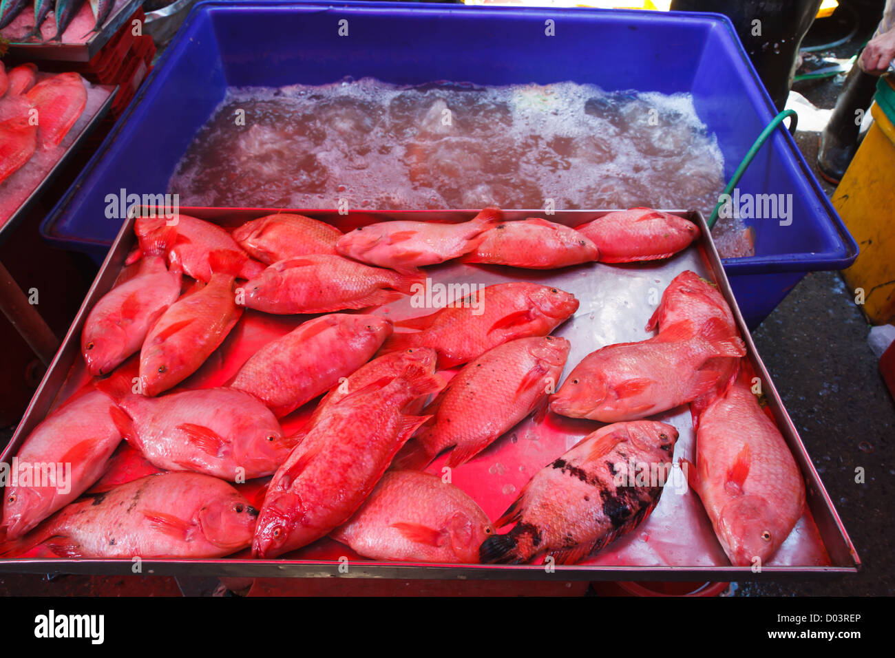 Sale of Fish under red Light on a Fish Market in Bangkok, Thailand ...