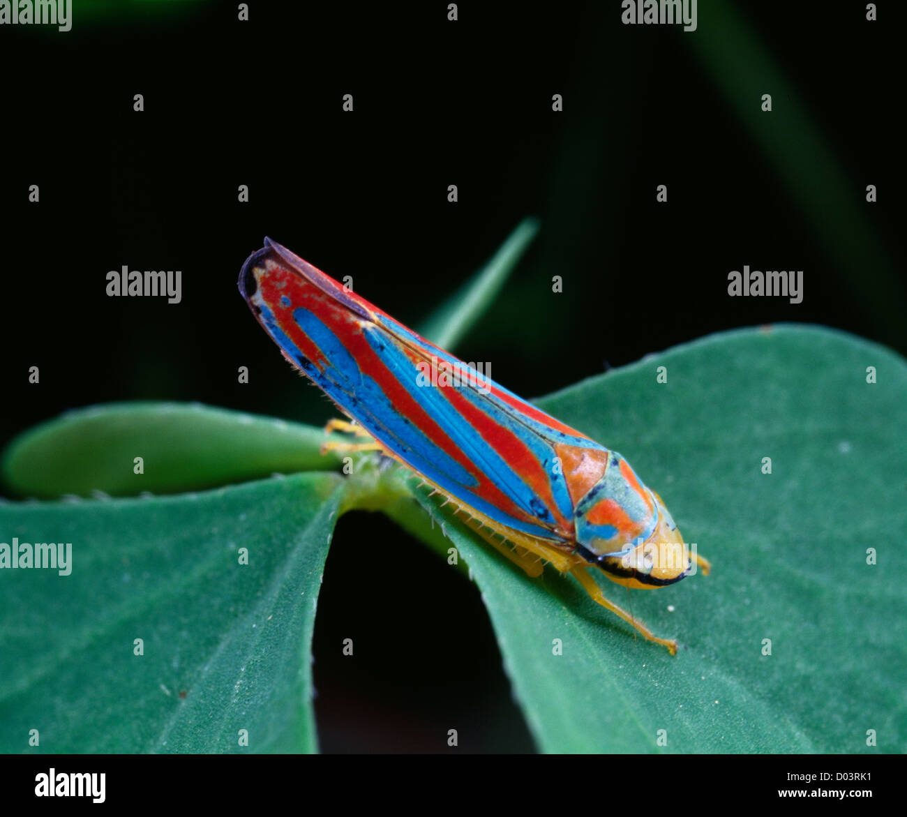 RED-BANDED LEAFHOPPER (GRAPHOCEPHALA COCCINEA) ADULT; DESTRUCTIVE TO ...