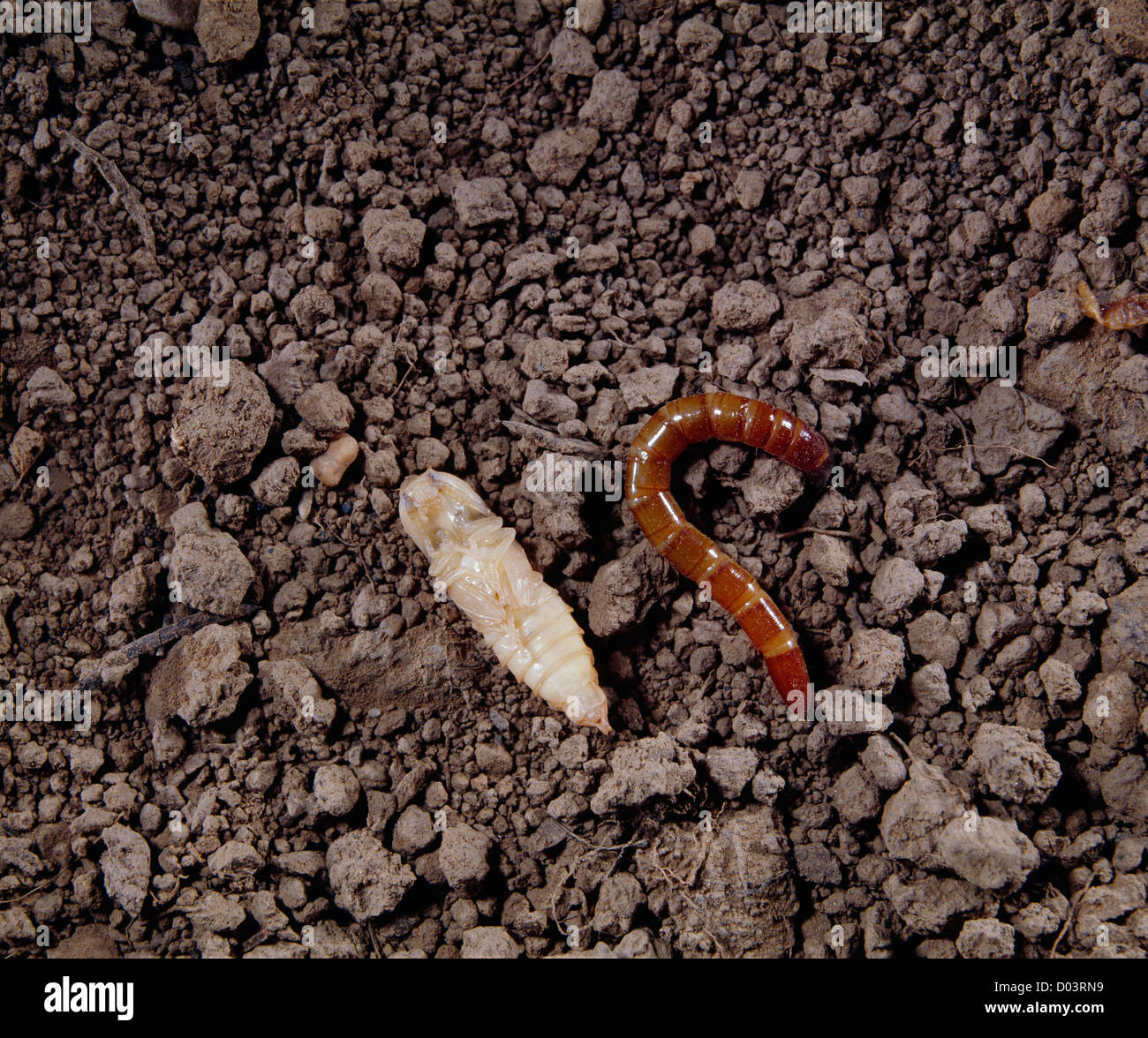 WIREWORM, LARVA OF CLICK BEETLE (LIMONIUS AGONUS) LARVA AND PUPA IN ...
