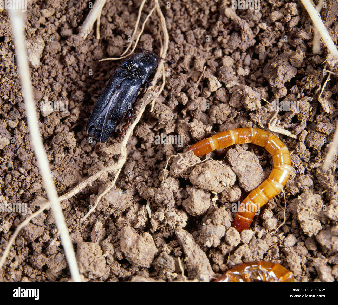 WIREWORM (LARVA) AND CLICK BEETLE (ADULT) (LIMONIUS AGONUS) DESTRUCTIVE ...