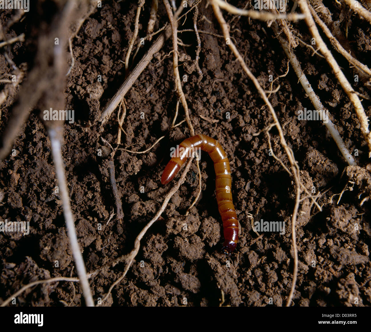 WIREWORM (LARVA) OF CLICK BEETLE (LIMONIUS AGONUS) DESTRUCTIVE-SOIL ...