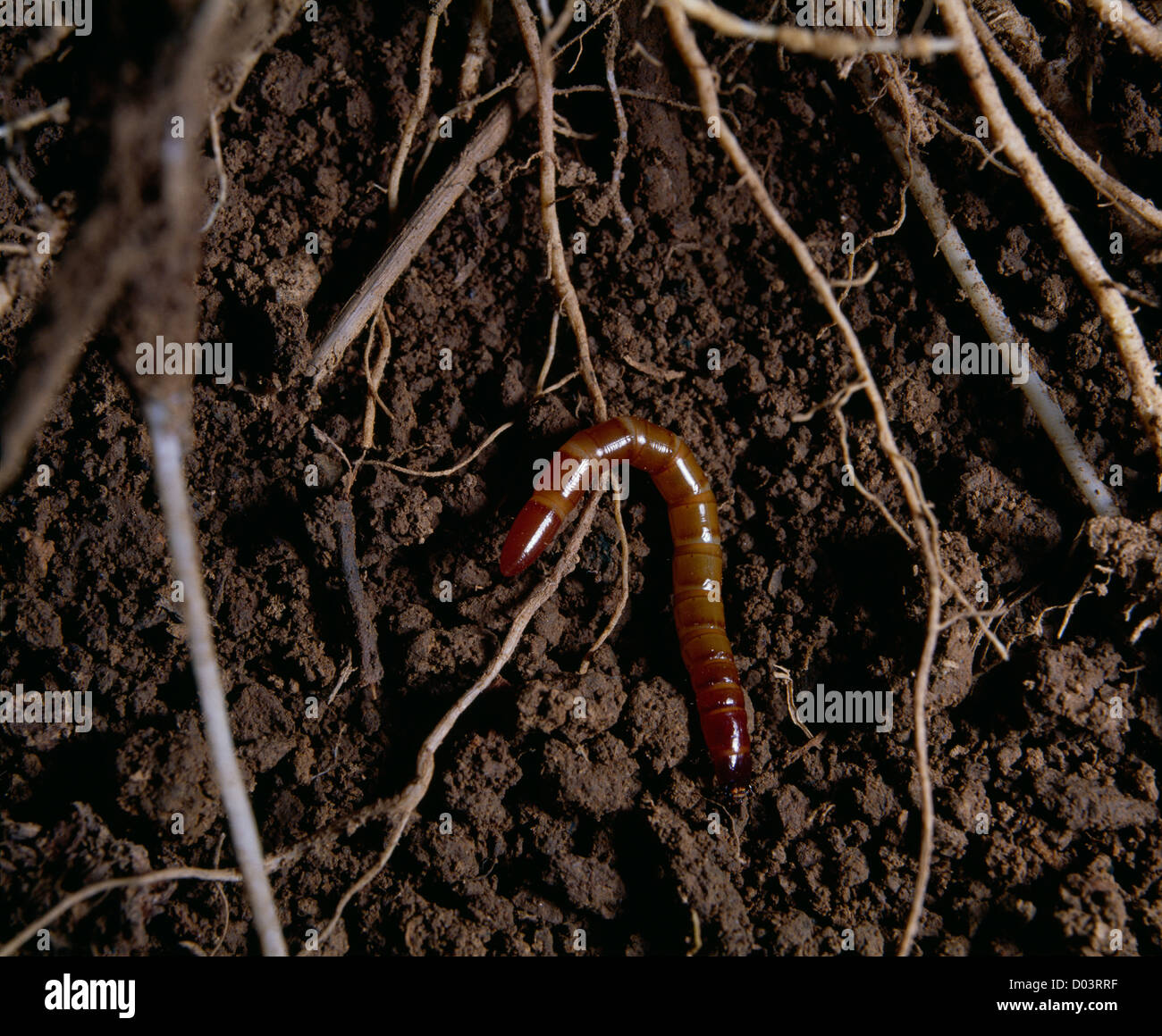 WIREWORM (LARVA) OF CLICK BEETLE (LIMONIUS AGONUS) DESTRUCTIVE-SOIL ...