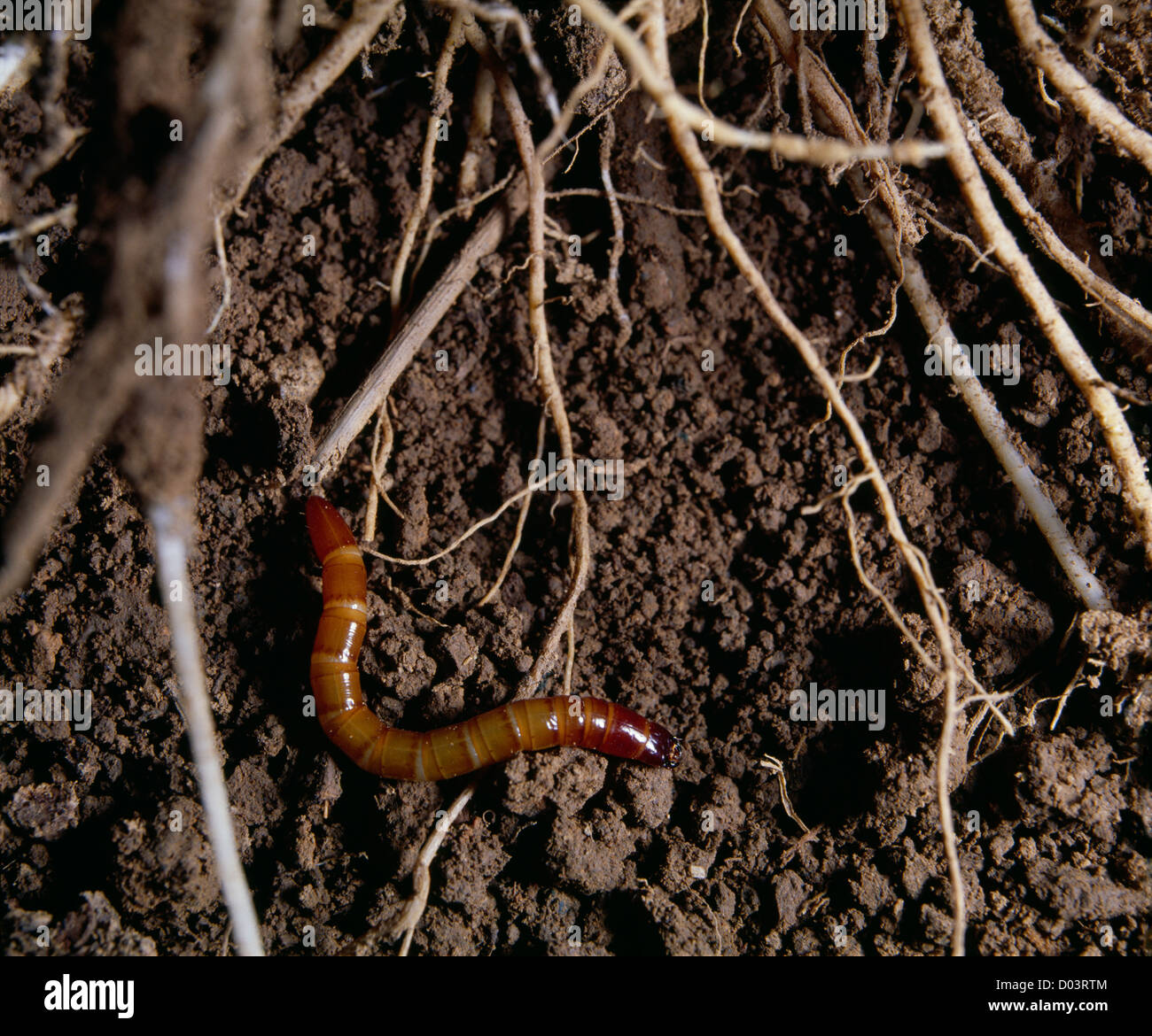 WIREWORM (LARVA) OF CLICK BEETLE (LIMONIUS AGONUS) DESTRUCTIVE-SOIL ...