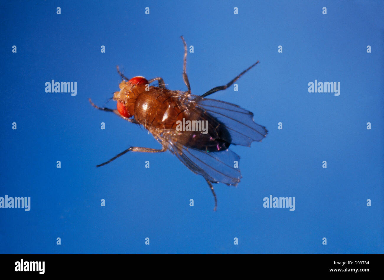 FRUIT FLY OR VINEGAR FLY (DROSOPHILA MELANOGASTER) SHOWS MUTATION ...