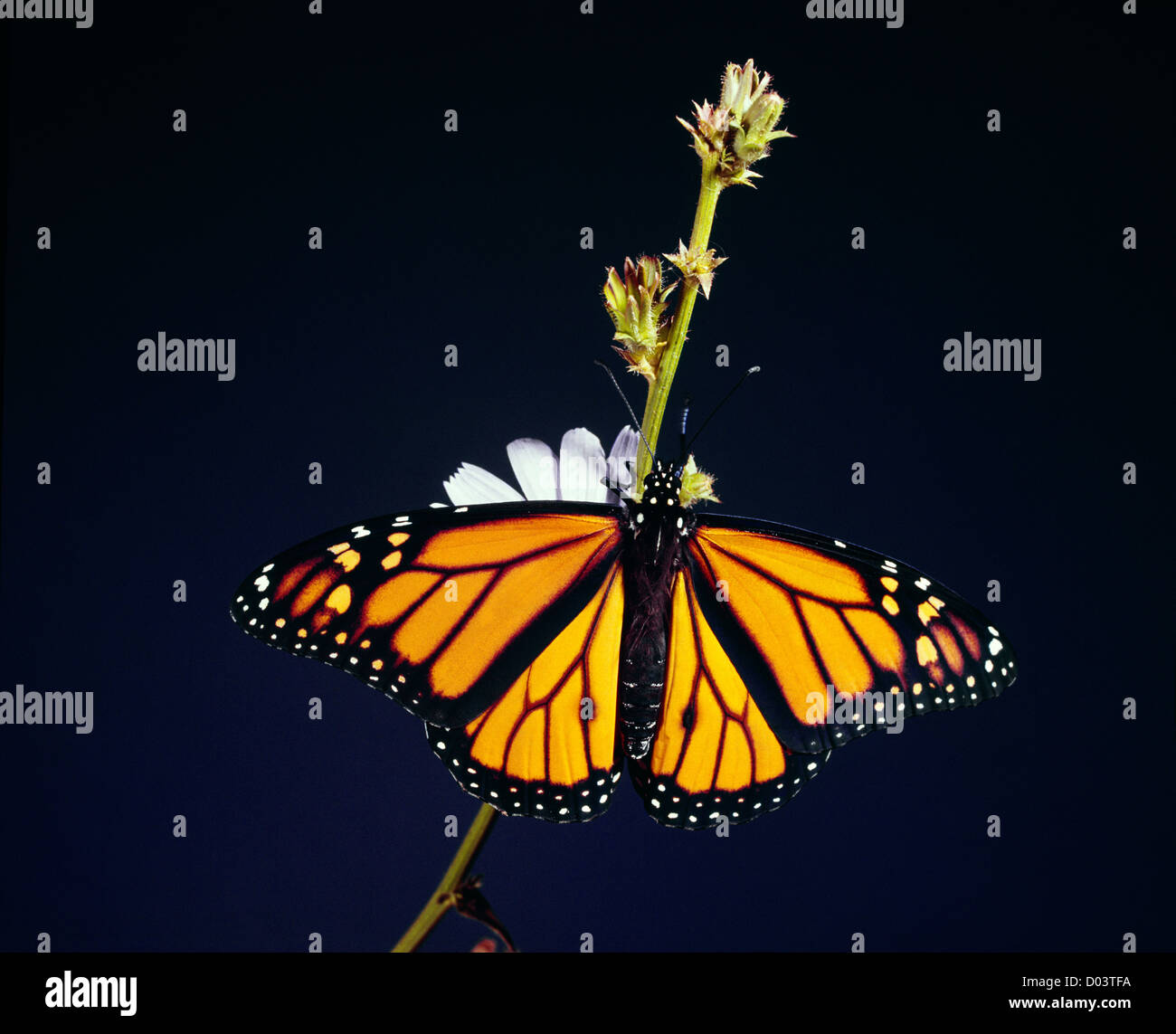 MONARCH BUTTERFLY (DANAUS PLEXIPPUS) COLORFUL ADULT MALE ON CHICORY ...