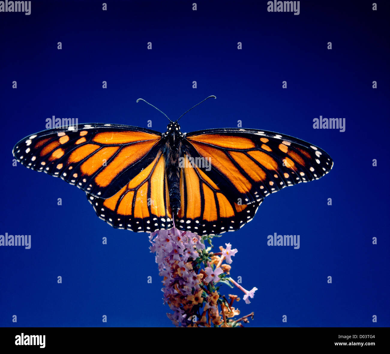 MONARCH BUTTERFLY (DANAUS PLEXIPPUS) COLORFUL ADULT FEMALE ON BUTTERFLY ...