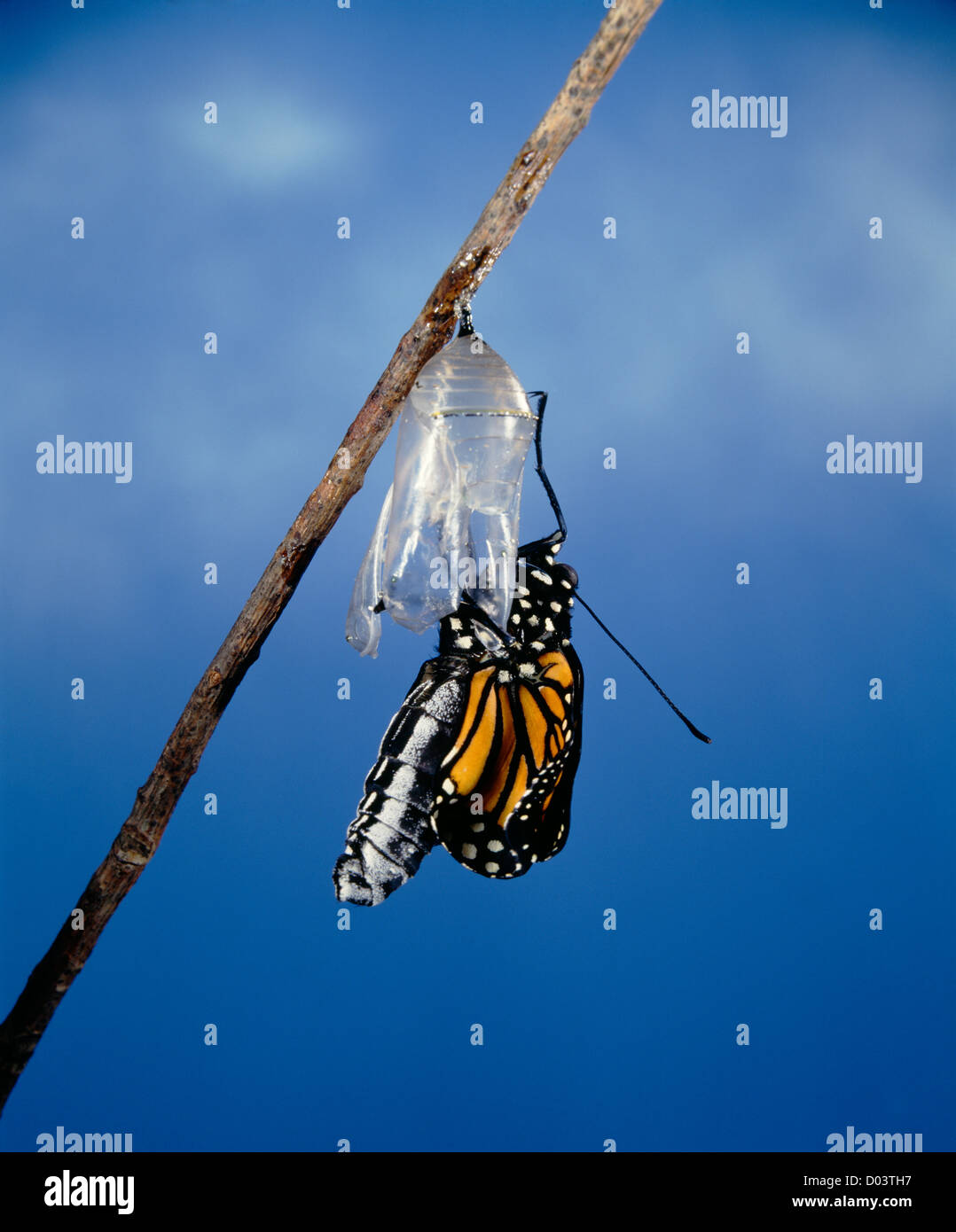 Monarch butterfly hatching cocoon hi-res stock photography and images ...