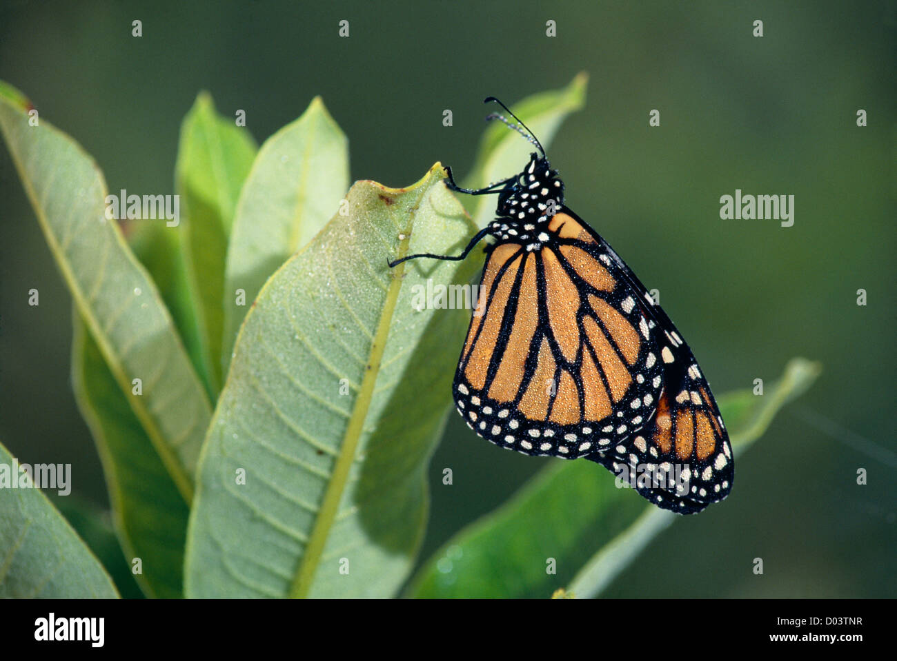 MONARCH BUTTERFLY (DANAUS PLEXIPPUS) ADULT ON COMMON MILKWEED ...