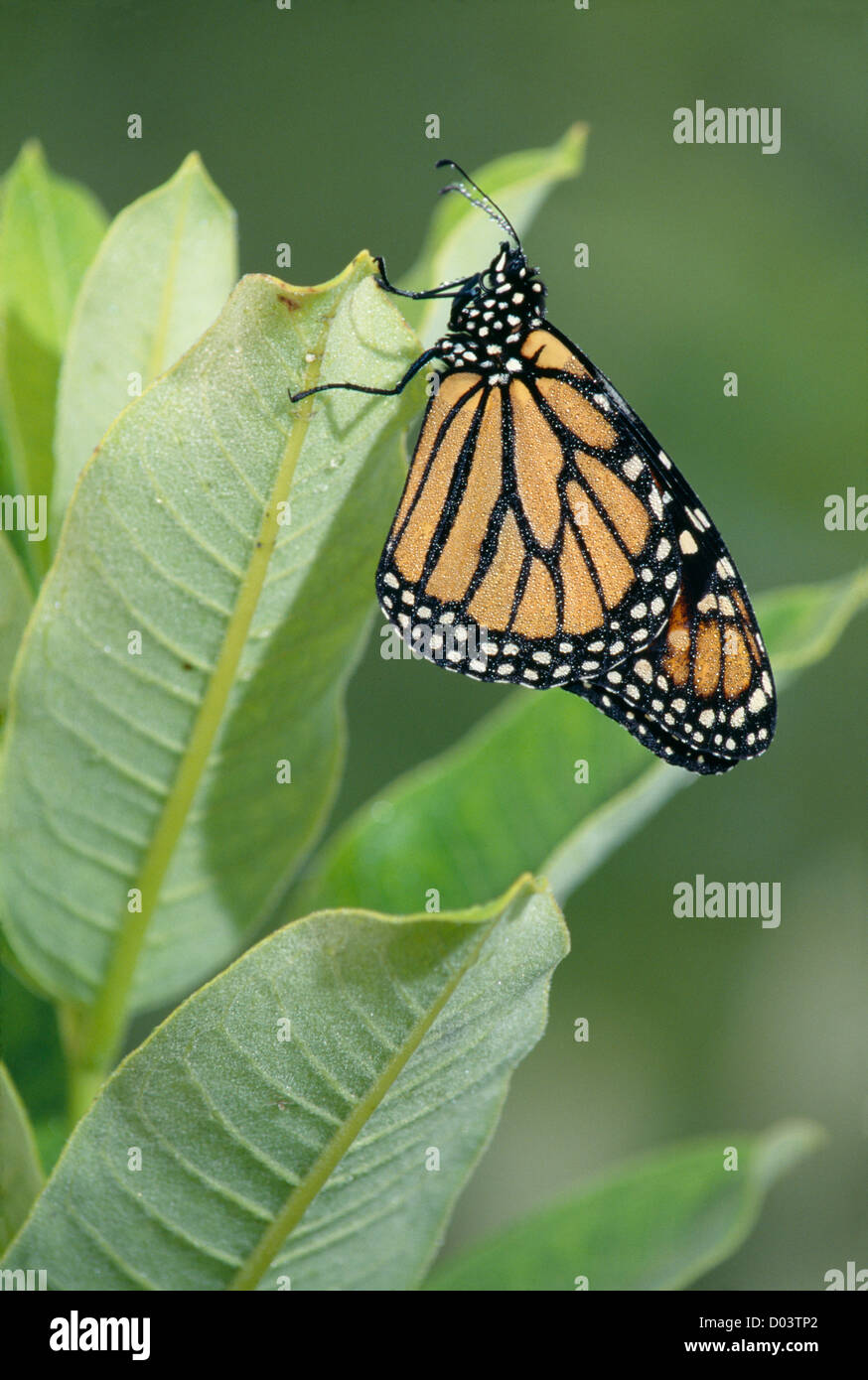 MONARCH BUTTERFLY (DANAUS PLEXIPPUS) ADULT ON COMMON MILKWEED ...