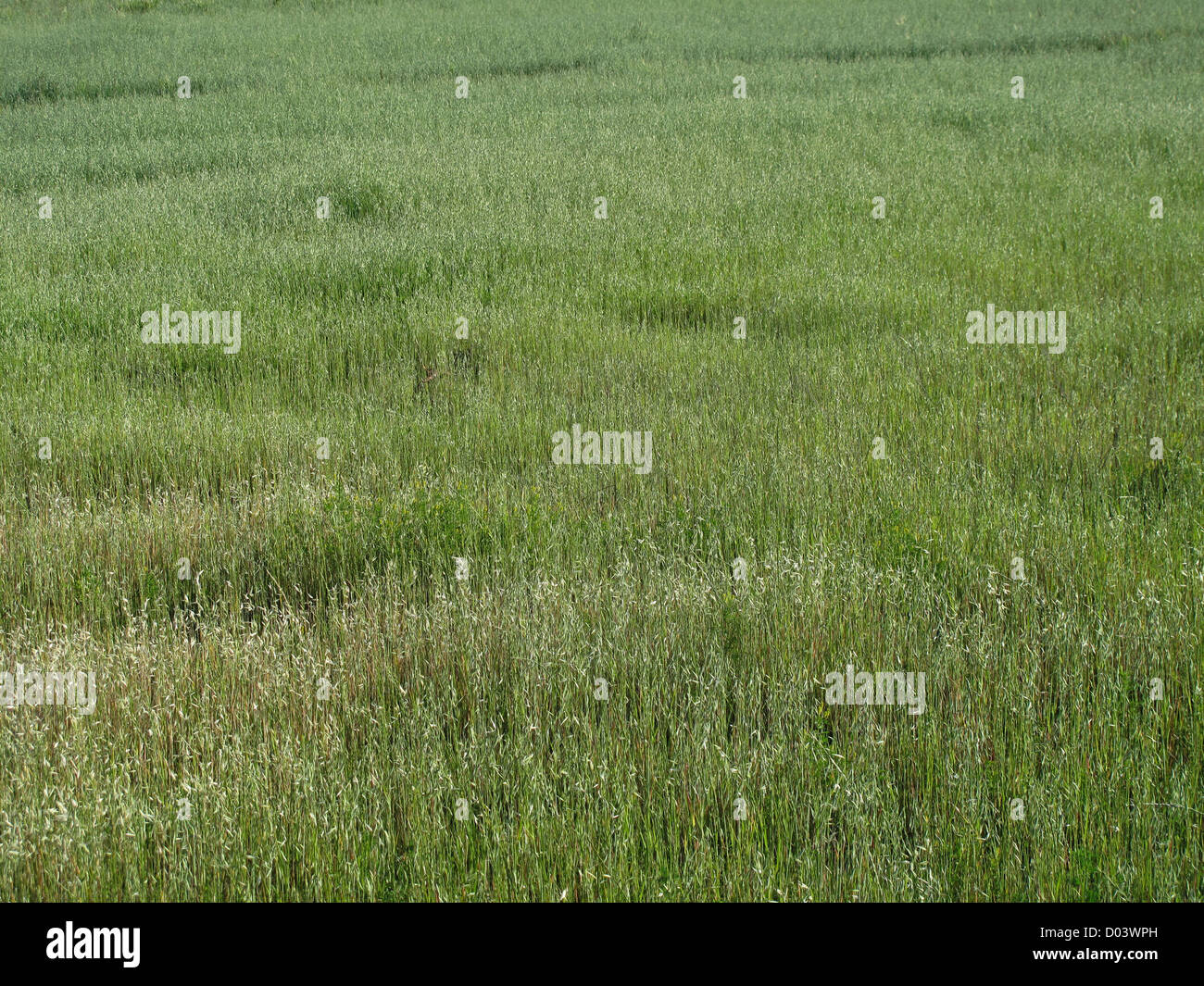 Texture of the green grass in the natural turf Stock Photo - Alamy