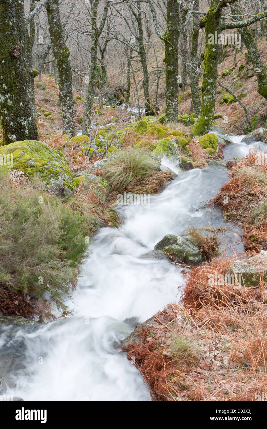 Beautiful landscape with water torrent in middle of the forest Stock ...