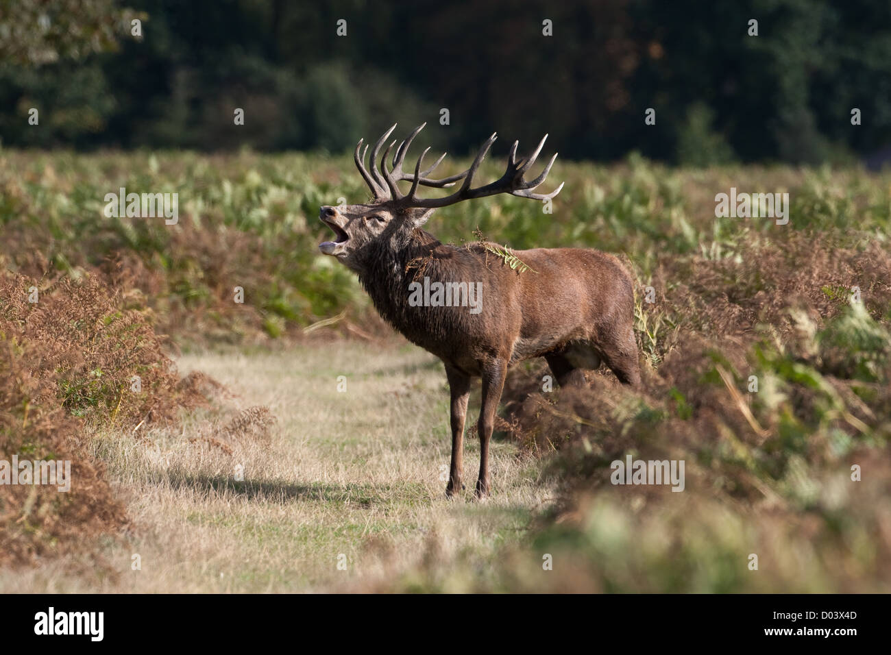 Red deer stag roaring from bracken hi-res stock photography and images ...