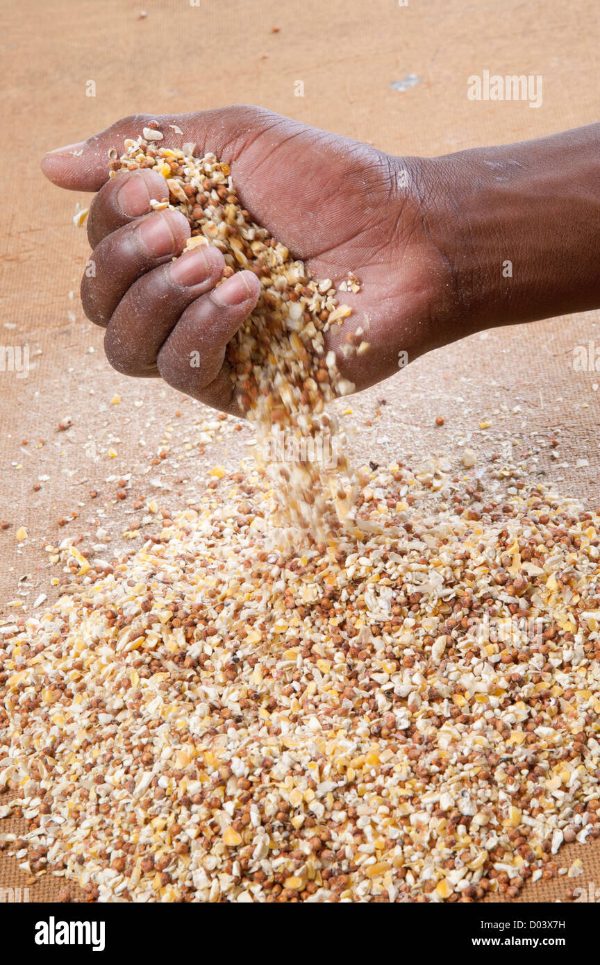 African's hand pouring grain used for poultry feed Stock Photo - Alamy