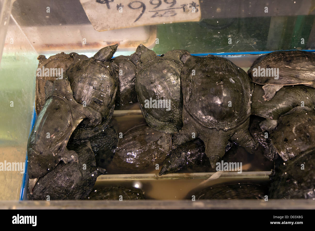 Turtles sold in a supermarket in Chinatown, New York Stock Photo - Alamy