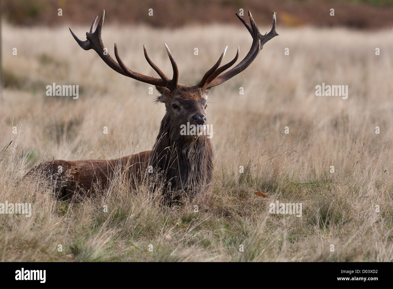 Red Deer stag during rutting season Stock Photo - Alamy