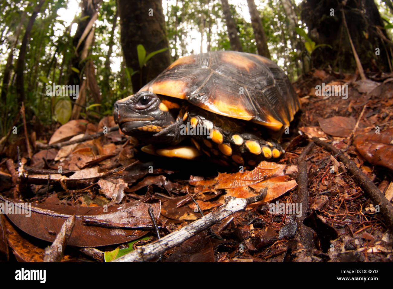 small tortoise in the Anavilhanas national protected area, Amazon state ...