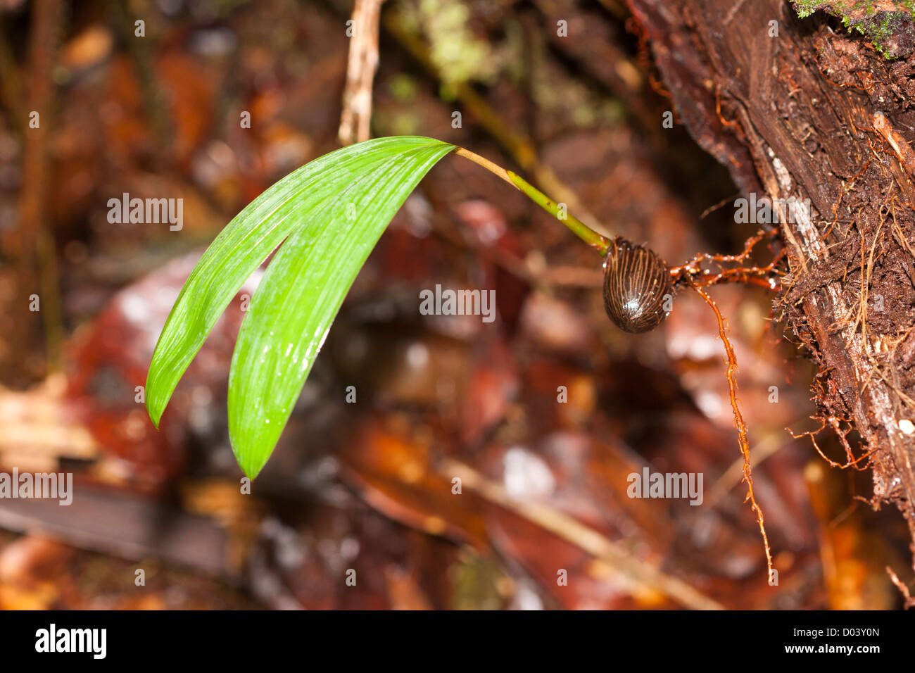 seeds in the forest ground, Anavilhanas, Amazon forest, Amazonas ...