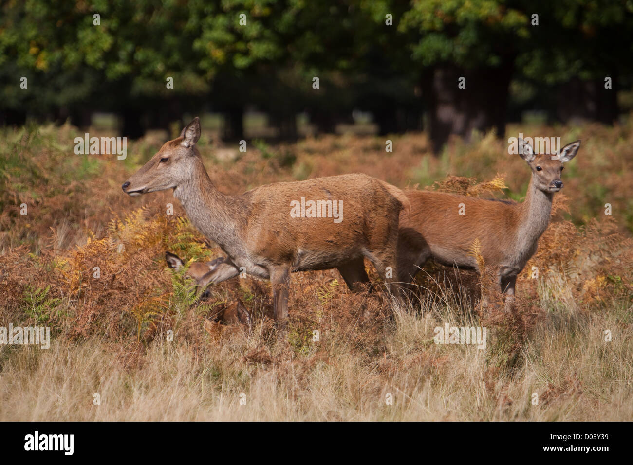 Unseen faces hi-res stock photography and images - Alamy