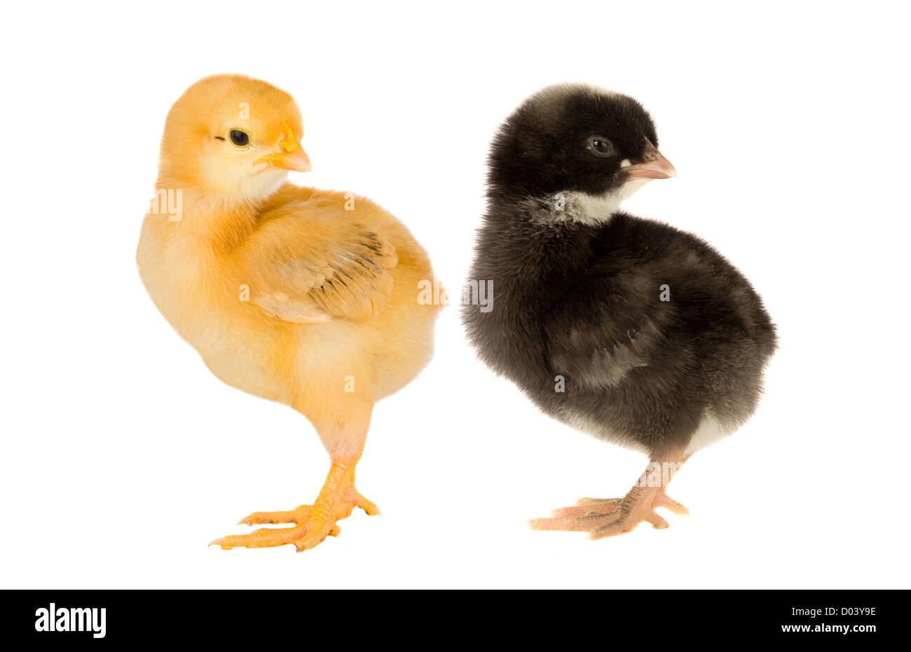 Two little chickens of different colors on a over white background ...