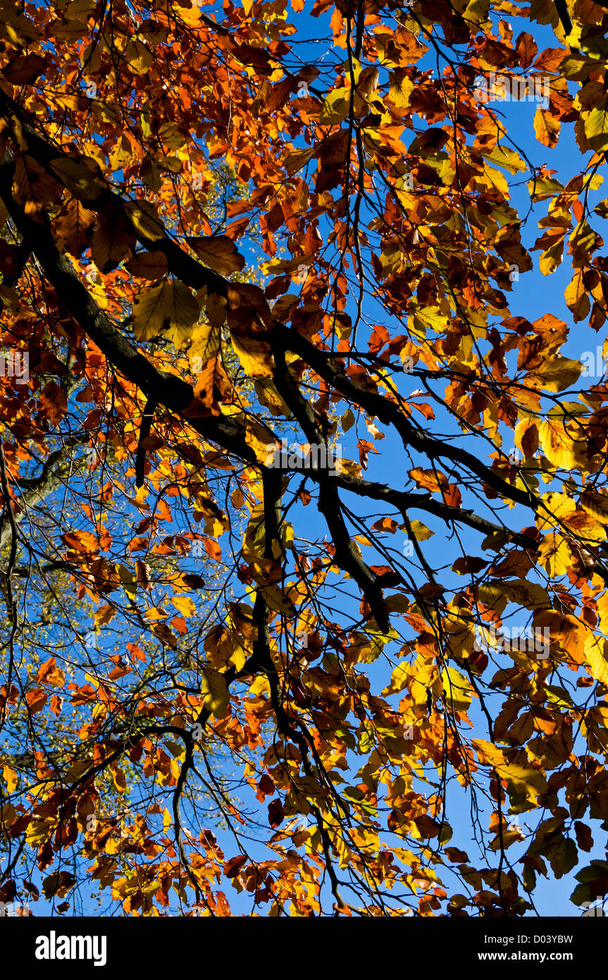 Autumn color of leaves of beech tree against blue sky hi-res stock ...