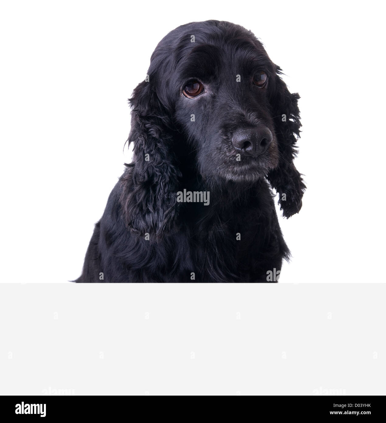 Sad Cocker Spaniel Dog above white banner. Add your text underneath ...