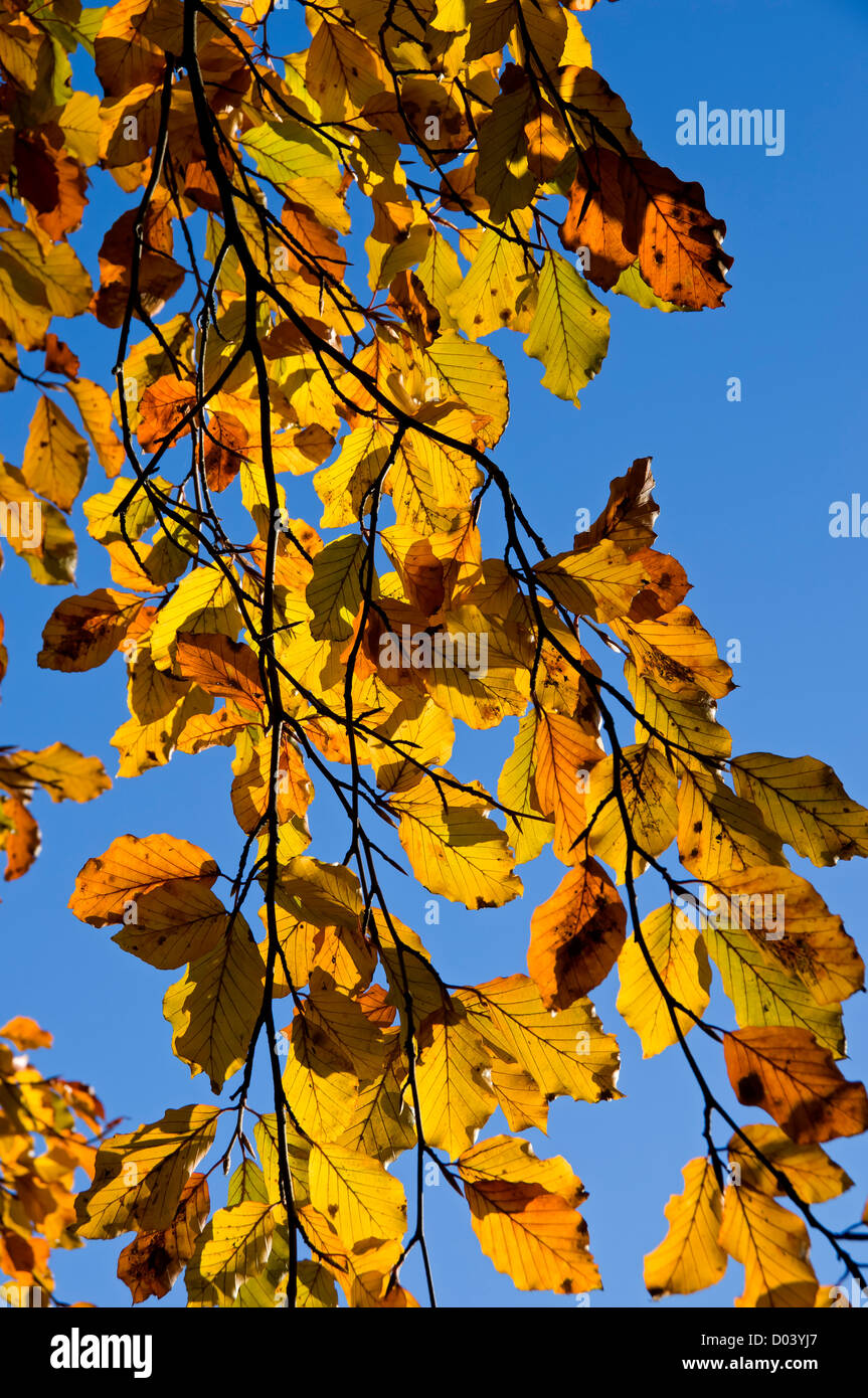 Beech tree leaves hi-res stock photography and images - Alamy