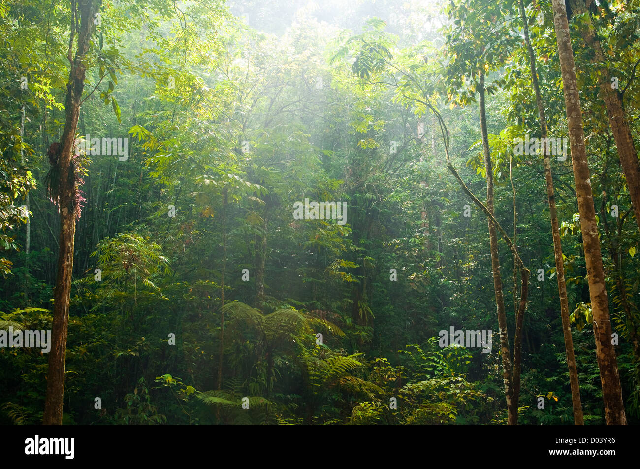Green forest with ray of light Stock Photo - Alamy