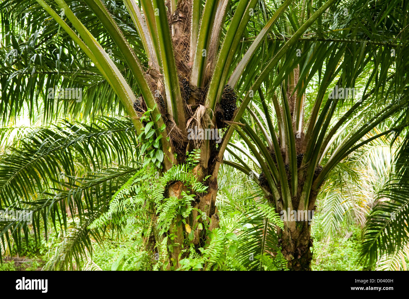 Palm oil to be extracted from its fruits Stock Photo - Alamy