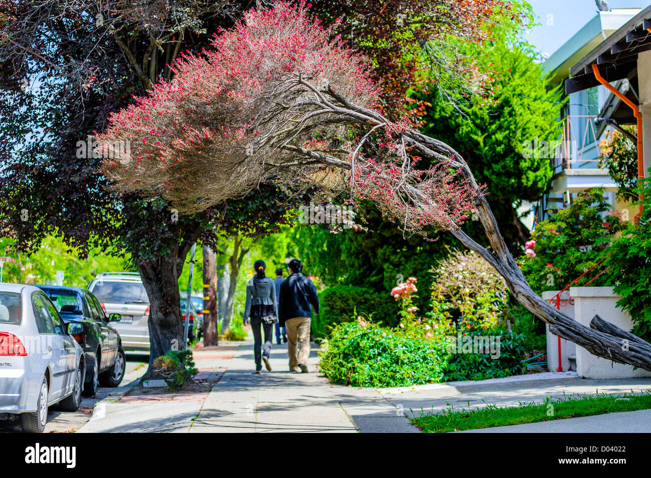 Beautiful street full of trees in the city Stock Photo - Alamy