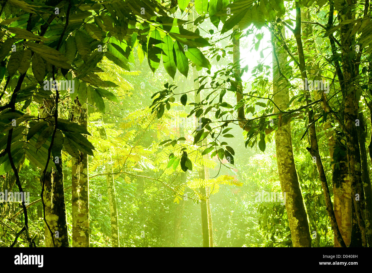 Tropical dense forest with morning sunlight shine on to it Stock Photo ...