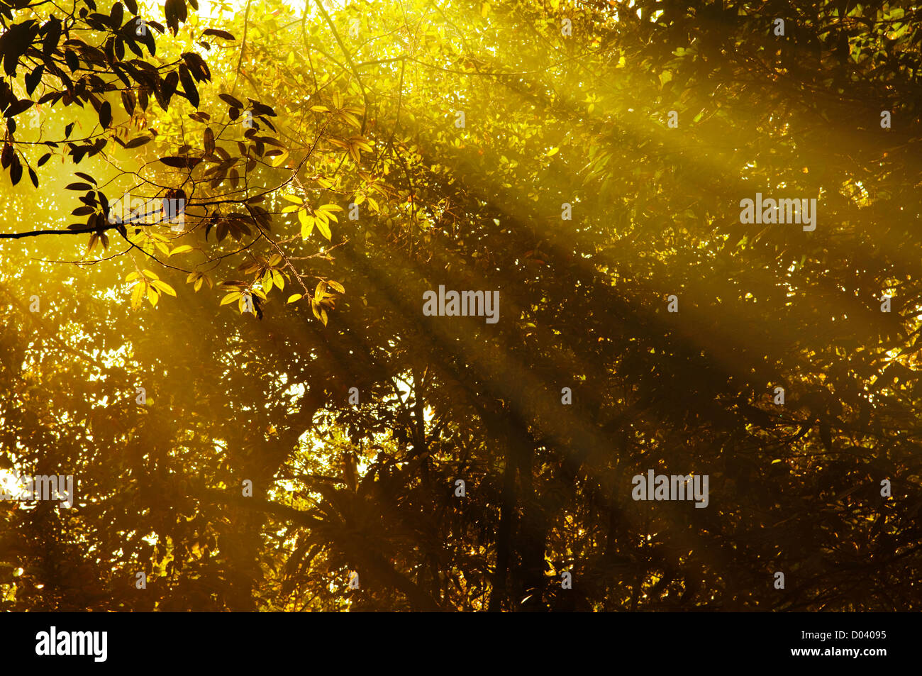 Autumn golden morning sunbeam in forest Stock Photo - Alamy