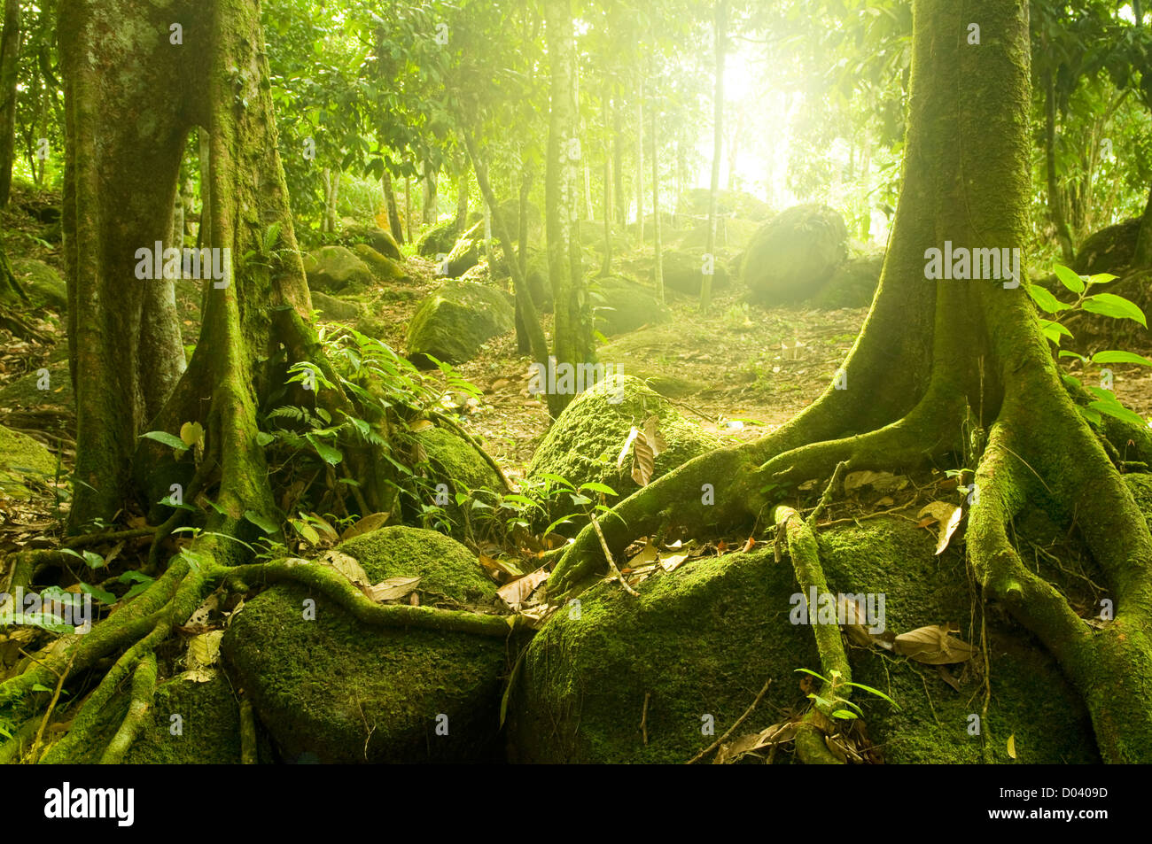Green forest with ray of light Stock Photo - Alamy