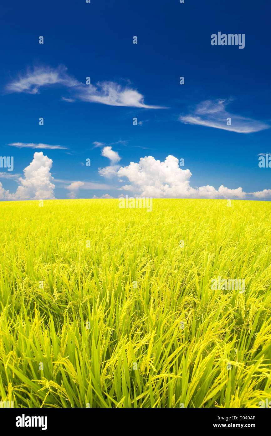 Golden paddy rice field ready for harvest Stock Photo - Alamy