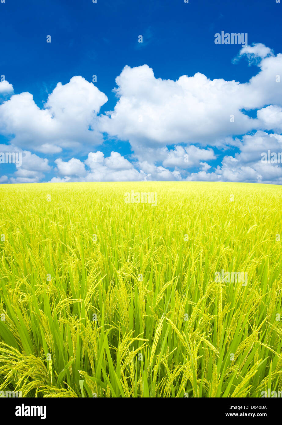 Golden paddy rice field ready for harvest Stock Photo - Alamy