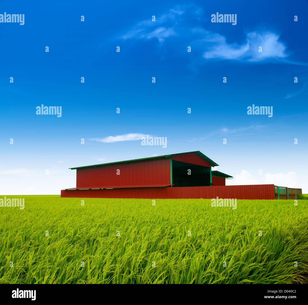 Rice factory in paddy rice field at Malaysia Stock Photo - Alamy