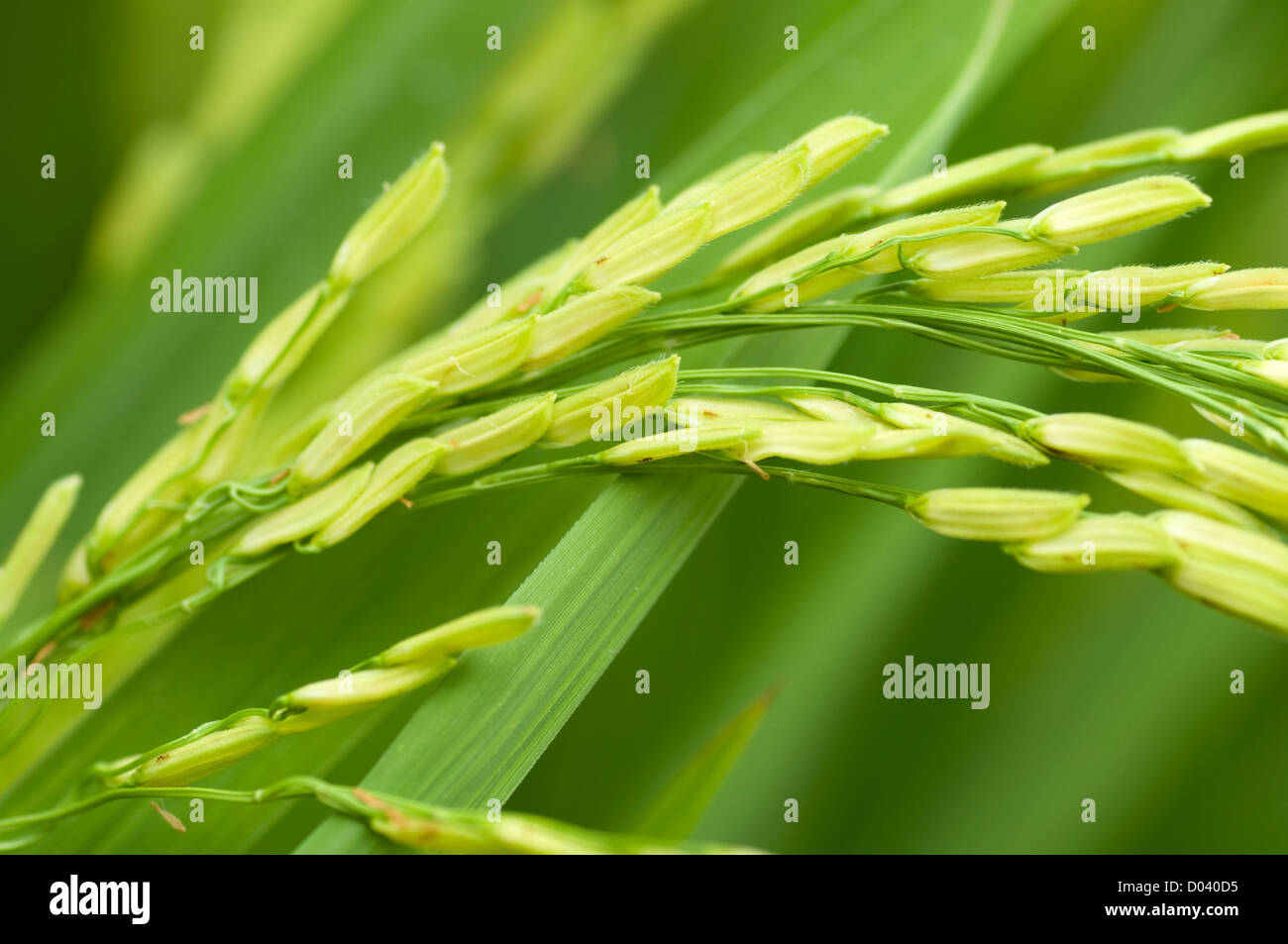 Rice paddy detail hi-res stock photography and images - Alamy