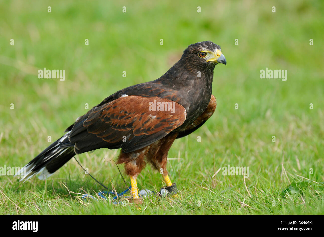Harris Hawk - Parabuteo unicinctus Falconry bird at Usk Show Stock ...