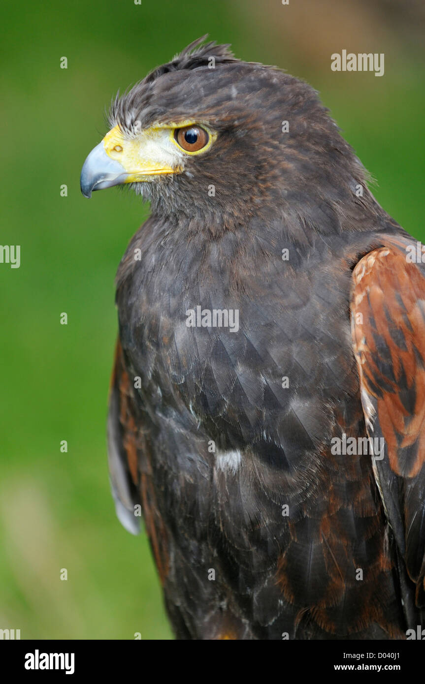 Harris Hawk - Parabuteo unicinctus Falconry bird Stock Photo - Alamy