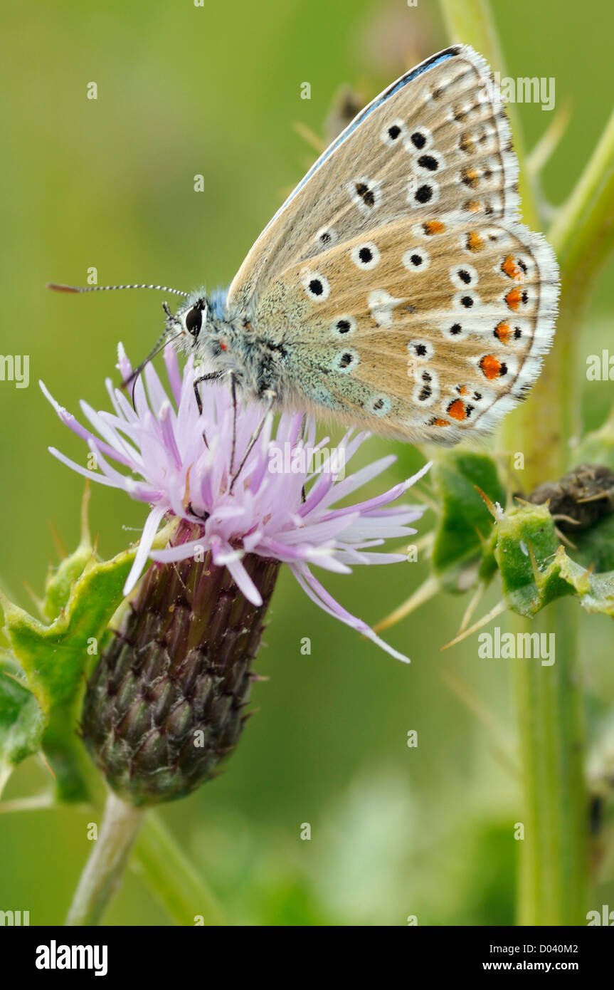 Adonis Blue Butterfly - Lysandra bellargus Underside Stock Photo - Alamy