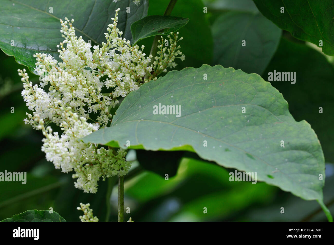 Japanese Knotweed Flowers - Persicaria japonica Stock Photo - Alamy