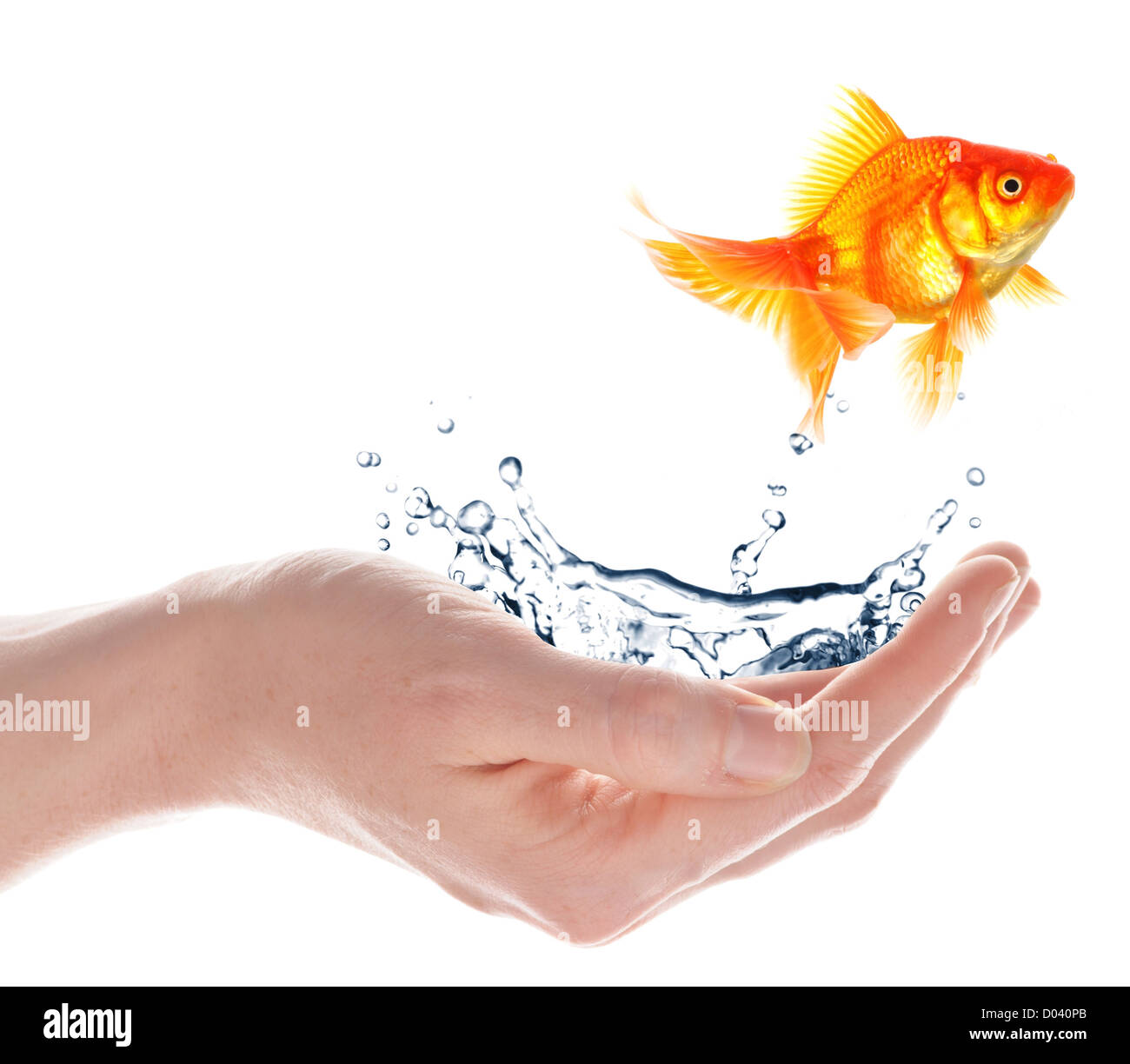 goldfish jumping from hand isolated on white background Stock Photo - Alamy