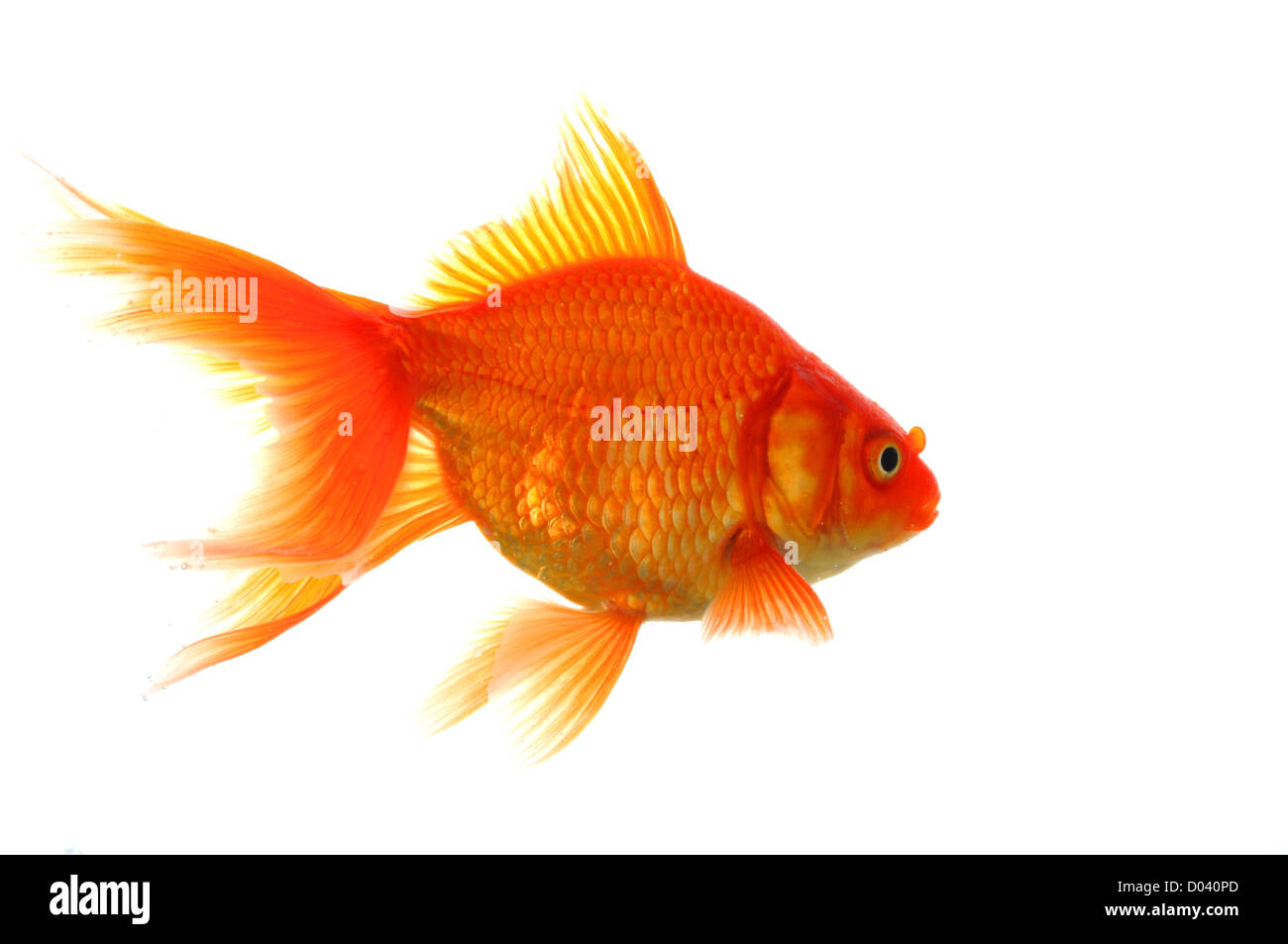 swimming single goldfish isolated on white showing lonelyness concept ...