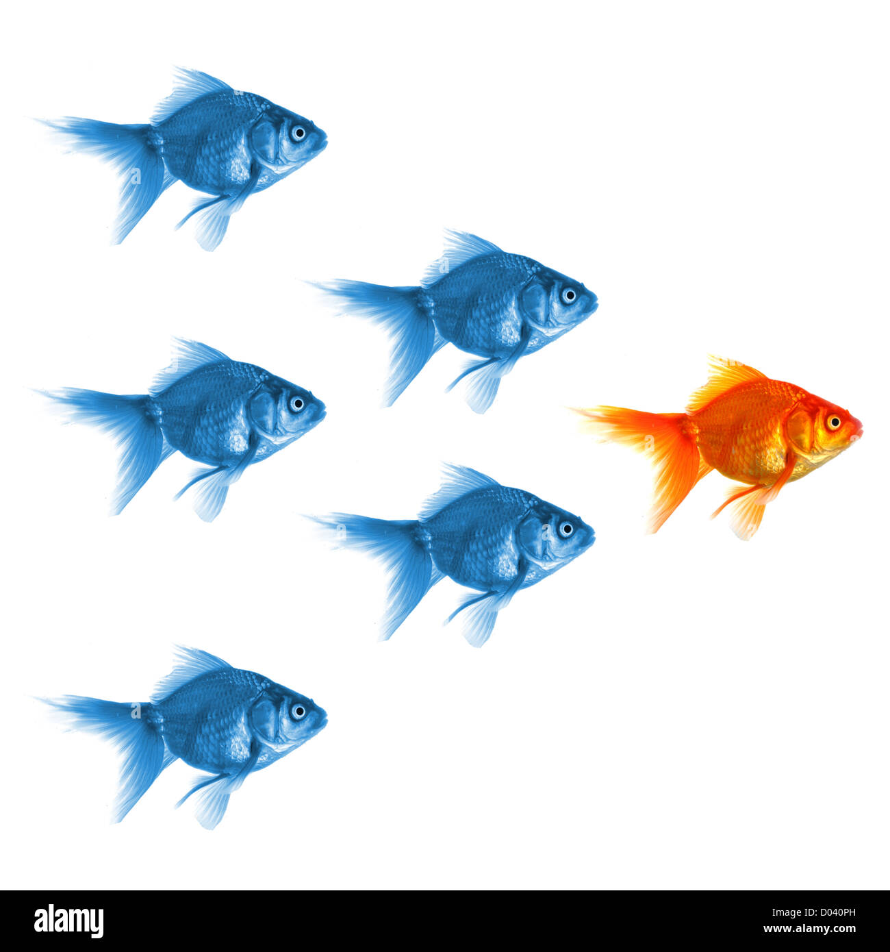 goldfish showing leader individuality success or motivation concept ...