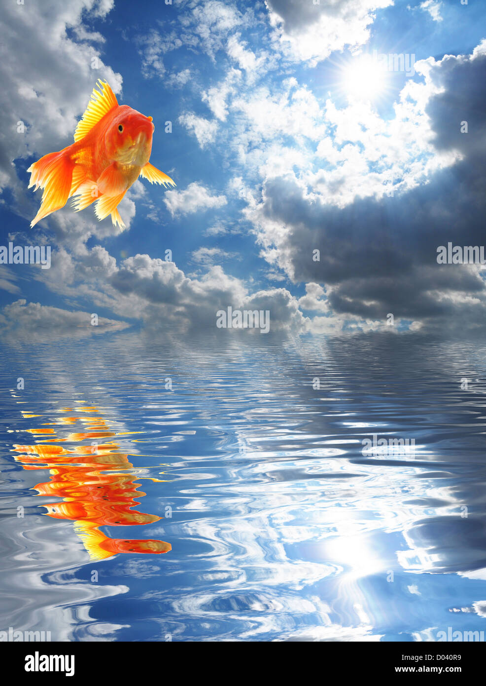 blue sky goldfish with water reflection clouds and copyspace Stock ...