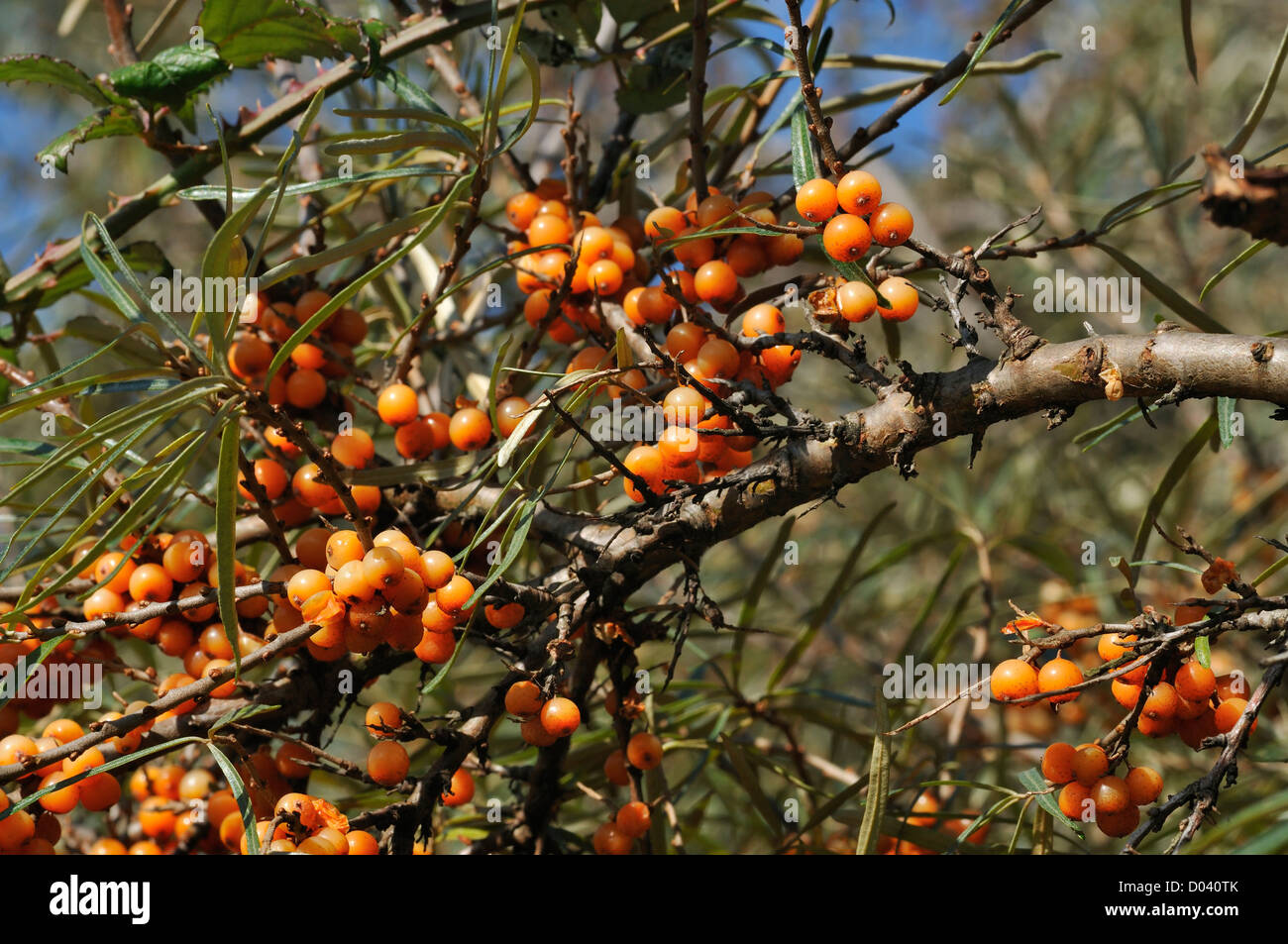 Berries Hippophae Rhamnoides High Resolution Stock Photography and ...