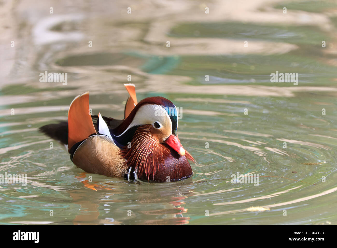Mandarin Duck Drake Stock Photo - Alamy