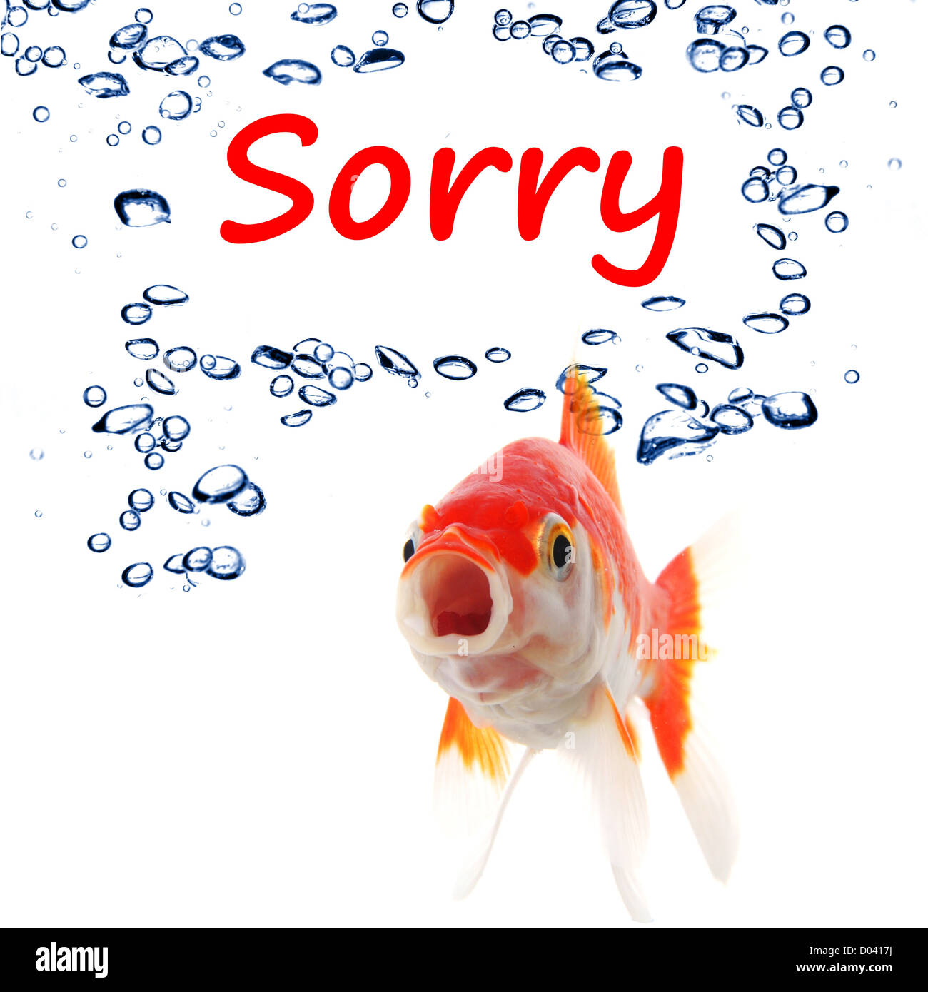sorry concept with word and goldfish isolated on white background Stock ...