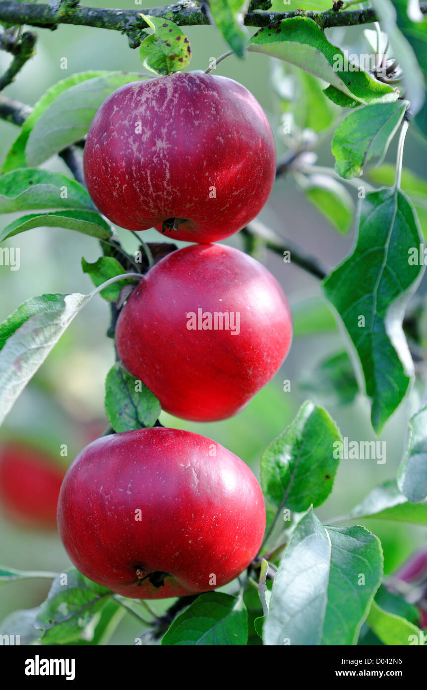 three red apples Stock Photo - Alamy