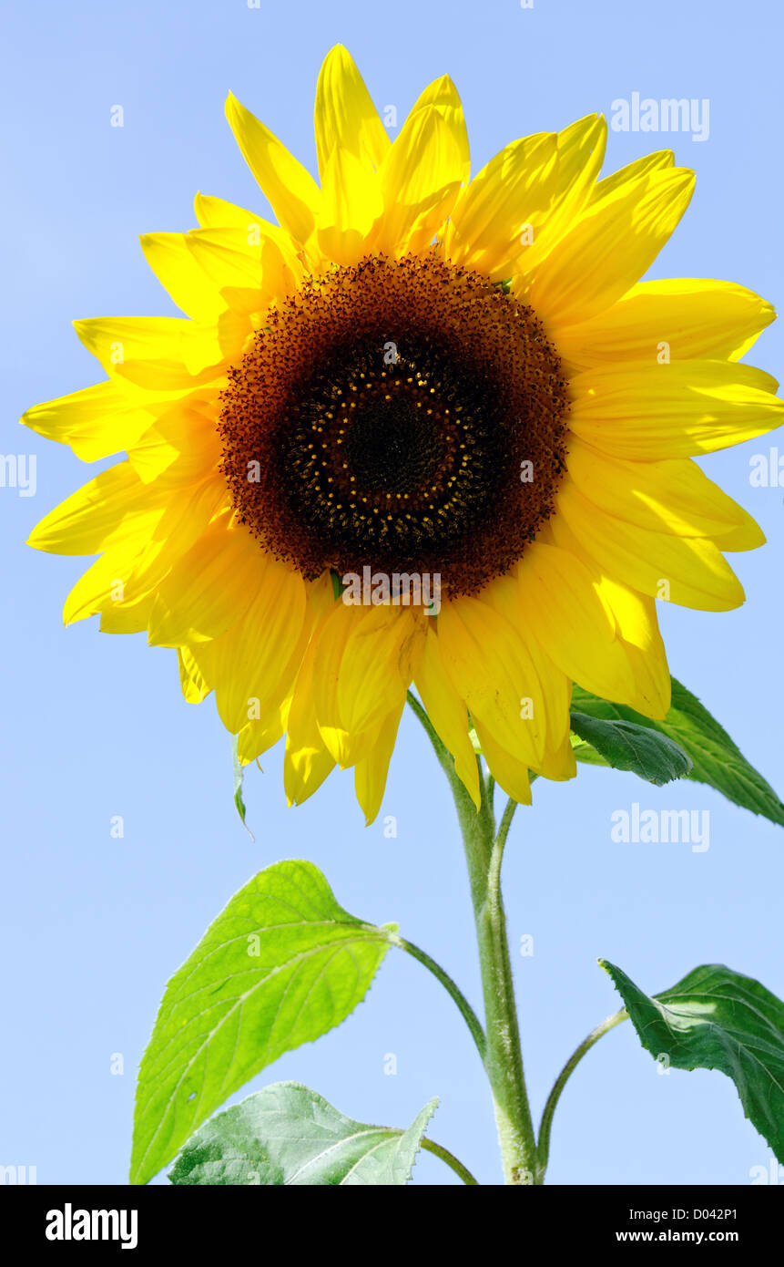 a sun flower on blue sly Stock Photo - Alamy